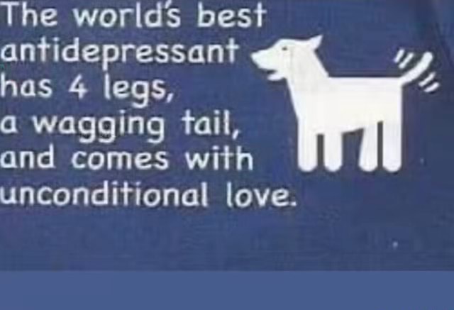 The worlds best antidepressant has 4 legs, a wagging fail, and comes ...