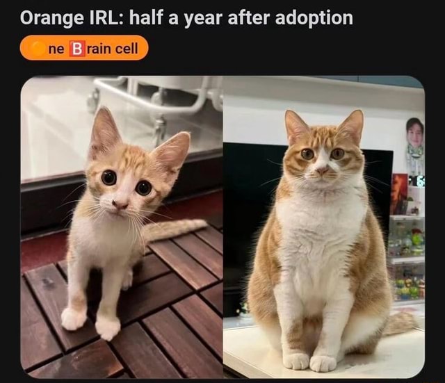 Orange IRL: half a year after adoption ne I: rain ce ell I - iFunny