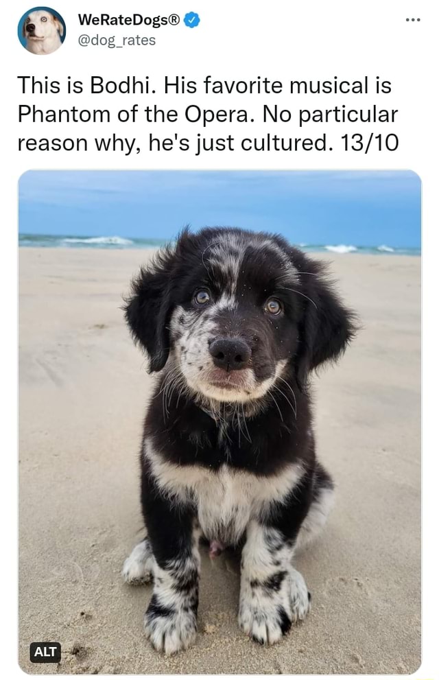 @dog_rates This is Bodhi. His favorite musical is Phantom of the Opera ...