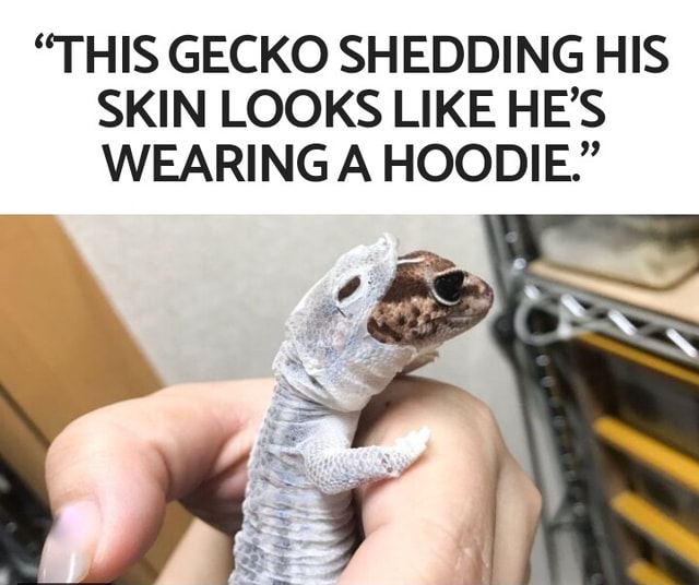 "THIS GECKO SHEDDING HIS SKIN LOOKS LIKE HE'S WEARING A HOODIE." - iFunny