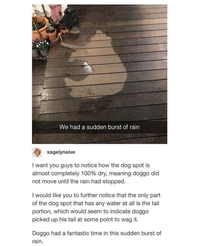 We had a sudden burst of rain I want you guys to notice how the dog ...