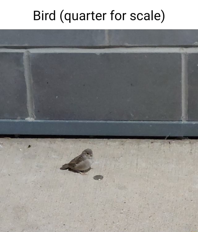 Bird (quarter for scale) - iFunny