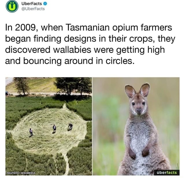 In 2009, when Tasmanian opium farmers began finding designs in their ...