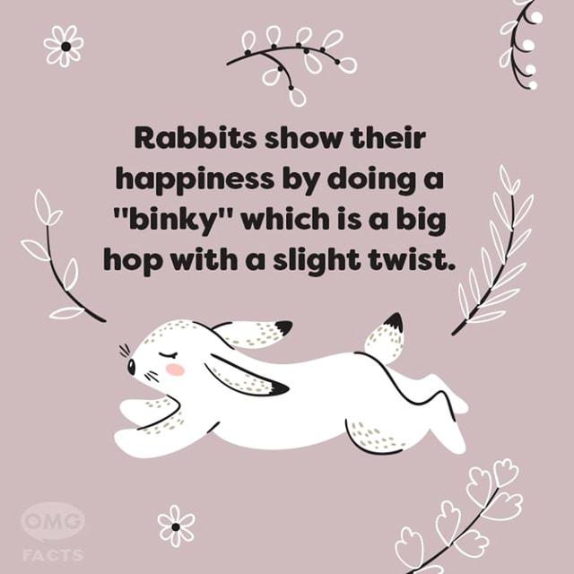 Rabbits show their happiness by doing a "binky" which is a big er with ...