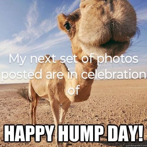 My next set of photos posted are in celebration of HAPPY HUMP DAY ...