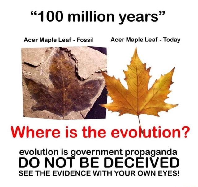 "400 million years" Acer Maple Leaf - Fossil Acer Maple Leaf - Today I ...