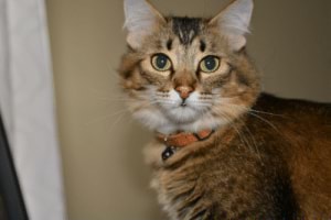 This is Zeus. He’s half maine coone half tabby. - iFunny