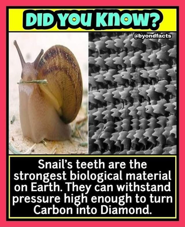 DID You Know? Snail's teeth are the strongest biological material on ...
