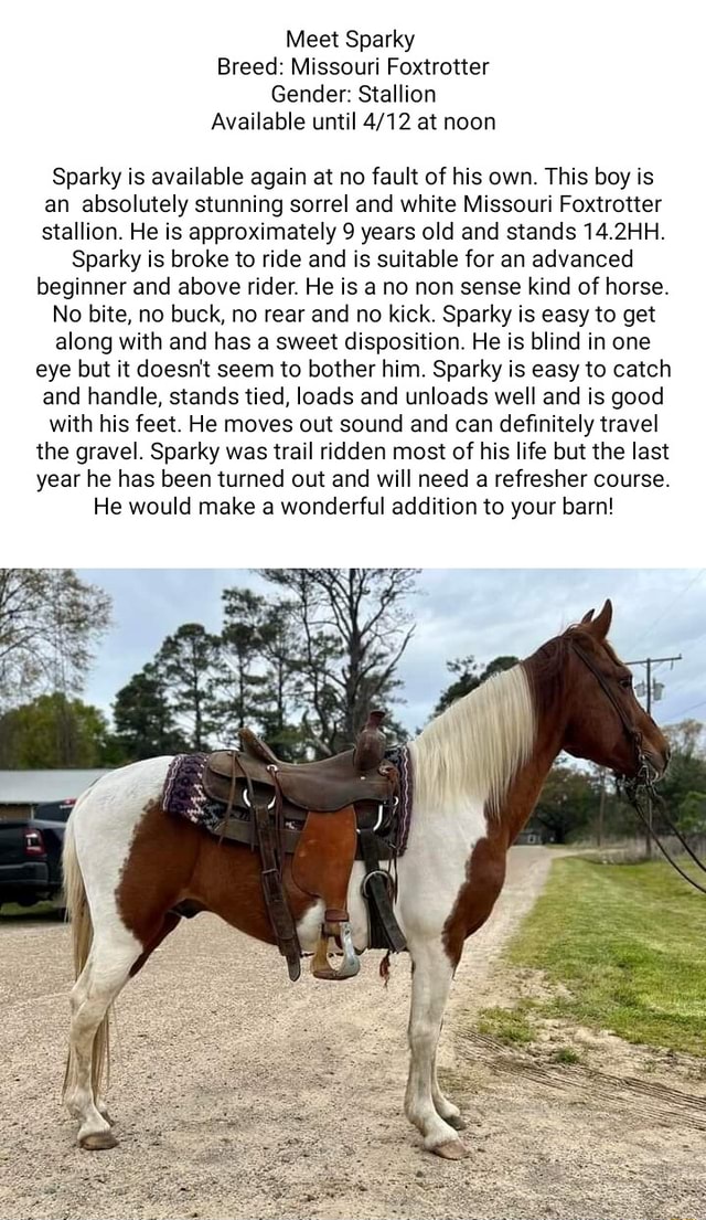 Meet Sparky Breed: Missouri Foxtrotter Gender: Stallion Available until ...