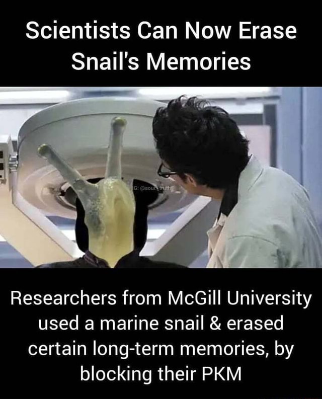 Scientists Can Now Erase Snail's Memories Researchers from McGill ...