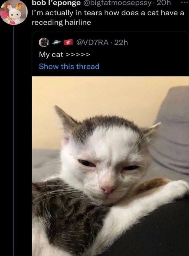 Bob reponge @bigtatmoosepssy-: ZON I'm actually in tears how does a cat ...