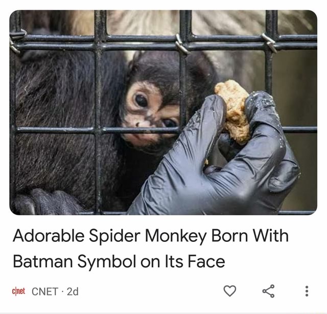 Adorable Spider Monkey Born With Batman Symbol on Its Face net_ CNET ...