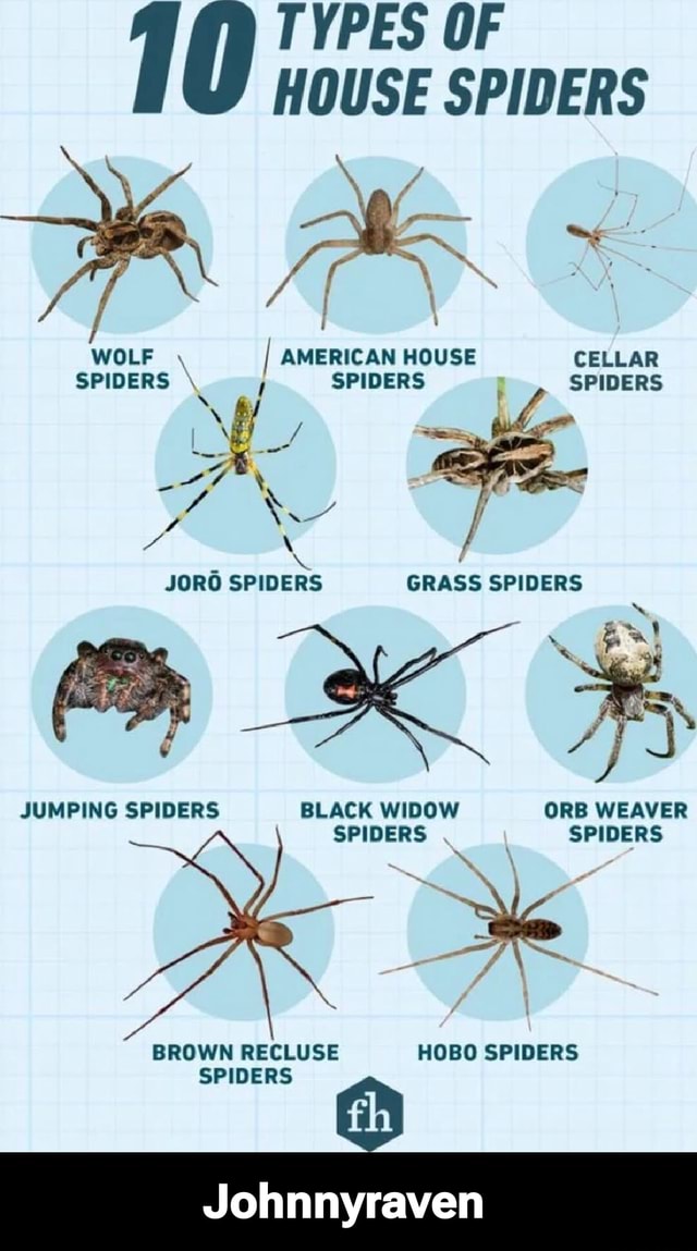 I TYPES OF HOUSE SPIDERS WOLF \ I AMERICAN HOUSE CELLAR SPIDERS ...