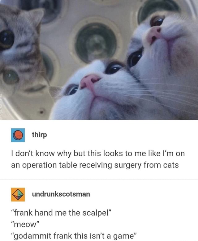 Catmemes catmemesdaily cat kitten instacat catmemesarethebest memecat ...