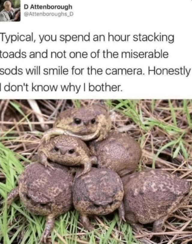 Attenborough Typical, you spend an hour stacking toads and not one of ...