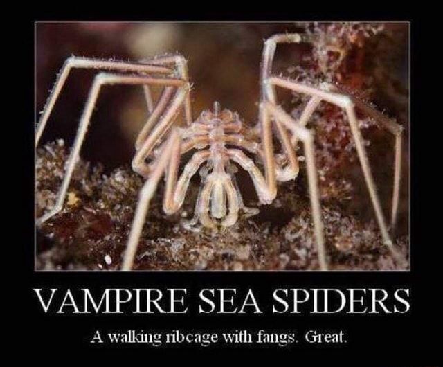 VAMPIRE SEA SPIDERS A walldng libcnge with fangs. Great. - )