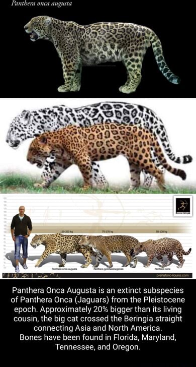 Panthera onca augusta Panthera Onca Augusta is an extinct subspecies of ...