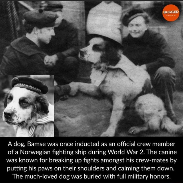 A dog, Bamse was once inducted as an official crew member of a ...