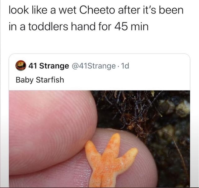 Look like a wet Cheeto after it's been in a toddlers hand for 45 min 41 ...