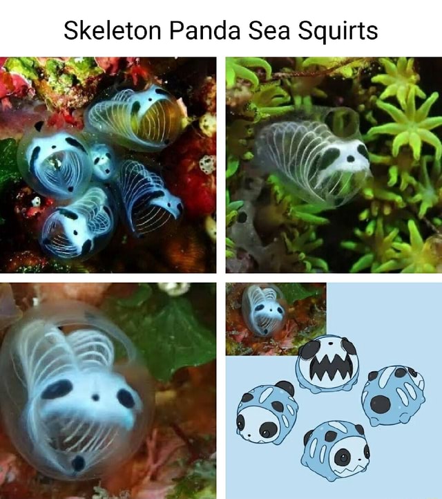 Skeleton Panda Sea Squirts - iFunny