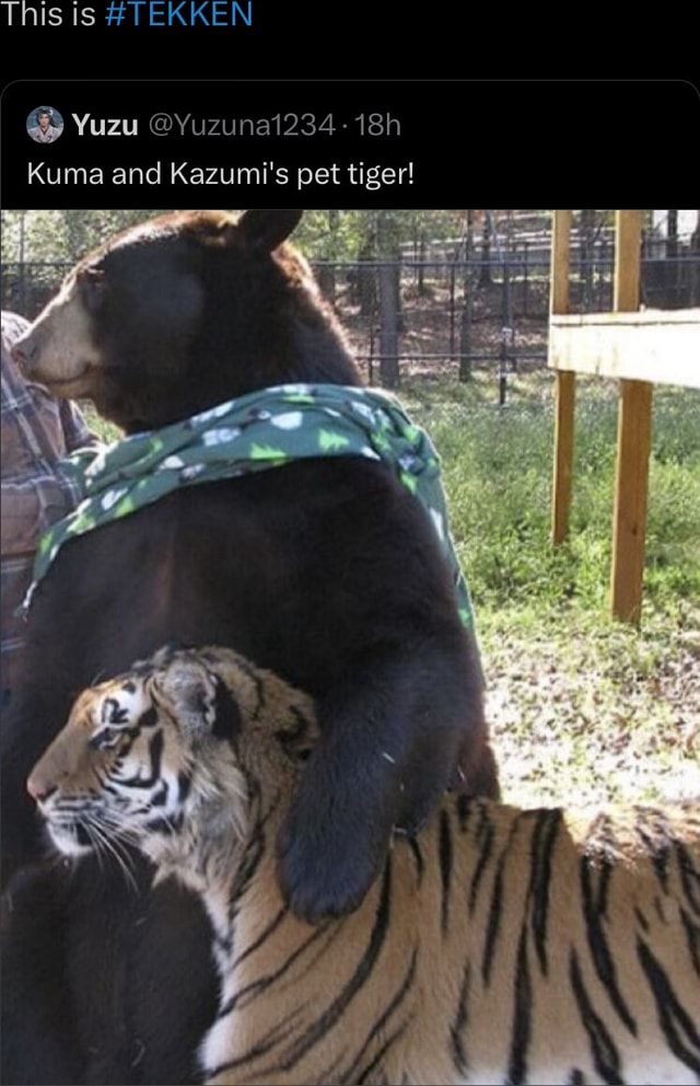 This is #TEKKEN Yuzu @Yuzunai234- Kuma and Kazumi's pet tiger! - iFunny