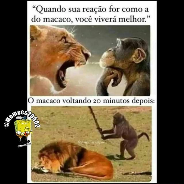 "Quando sua reação for como a do macaco, você viverá melhor." O macaco ...