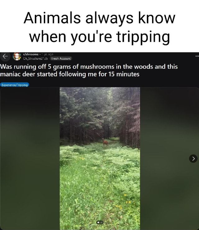 Animals always know when youre tripping 2 Tresh Account Was running off ...