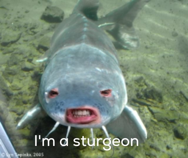I I'm a sturgeon - iFunny