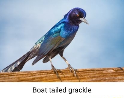Boat tailed grackle - iFunny