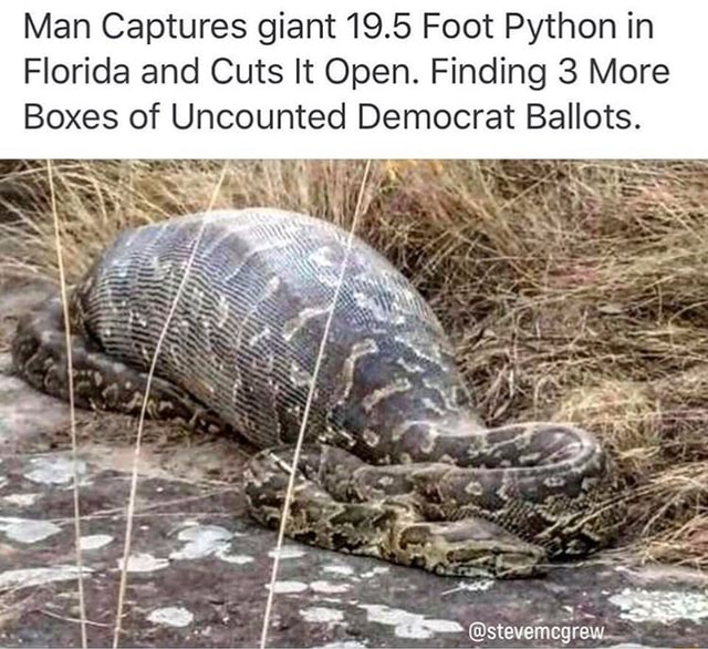 Man Captures giant 19.5 Foot Python in Florida and Cuts It Open ...