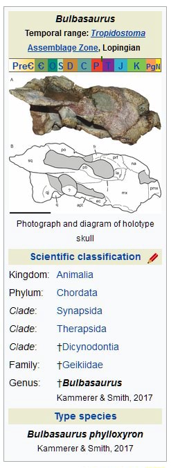 The genus is named for its bulbous nasal protuberance. "Phylloxyron" is ...