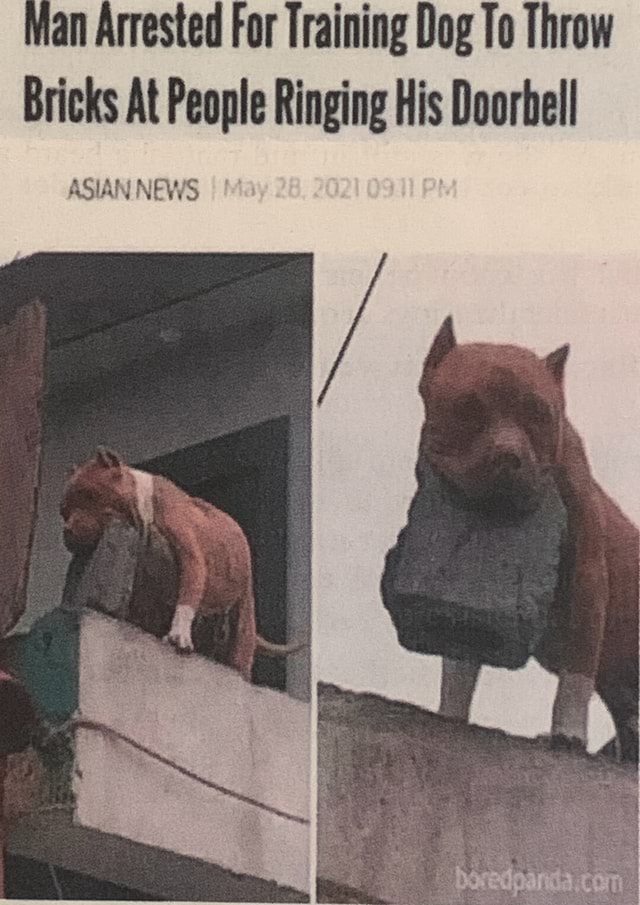 An Arrested For Training Dog To Throw Bricks At People Ringing His ...