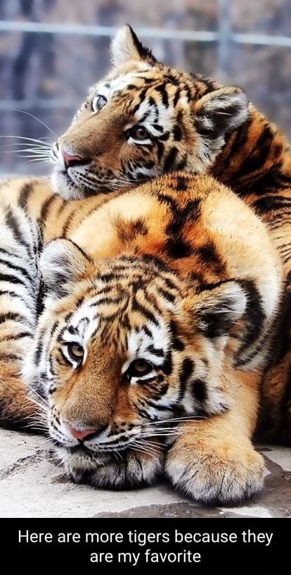 Here are more tigers because they are my favorite - iFunny