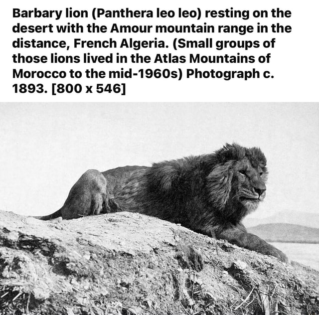 Barbary lion (Panthera leo leo) resting on the desert with the Amour ...
