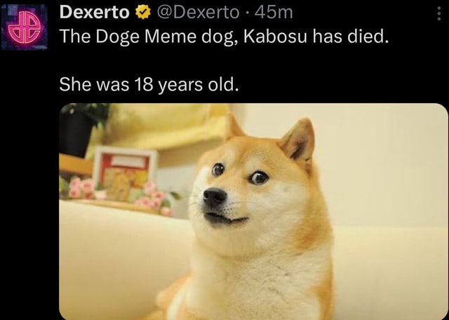 Dexerto @Dexerto The Doge Meme dog, Kabosu has died. She was 18 years ...