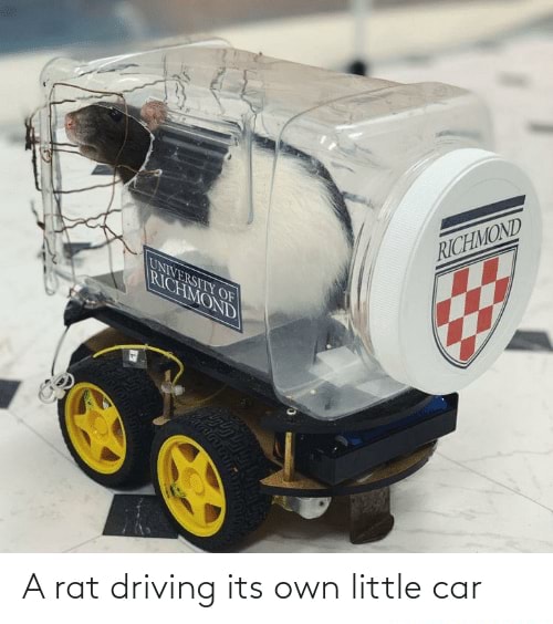 A rat driving its own little car - A rat driving its own little car ...