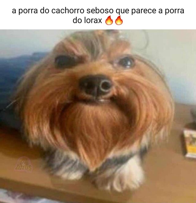 A porra do cachorro seboso que parece a porra do lorax - iFunny Brazil