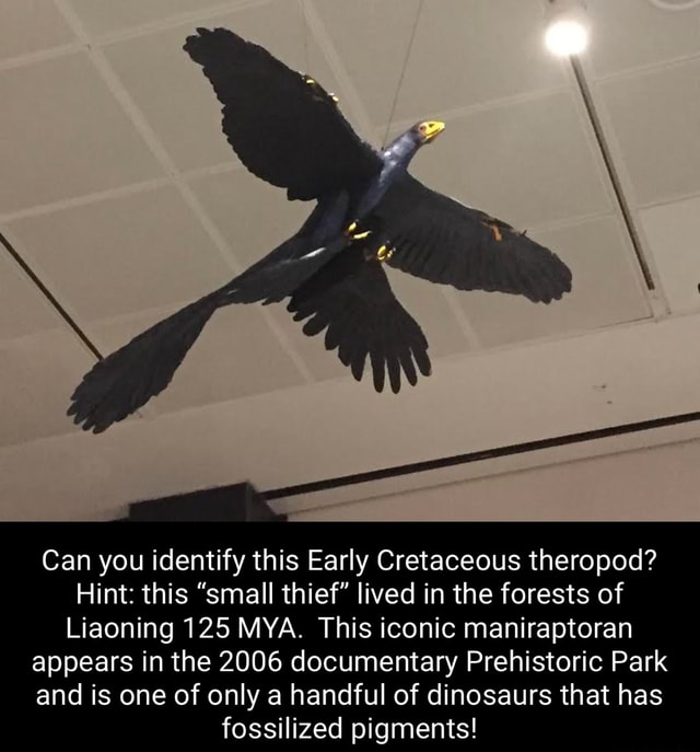 Can you identify this Early Cretaceous theropod? Hint: this "small ...