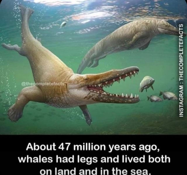 About 47 million years ago, whales had legs and lived both on and in ...
