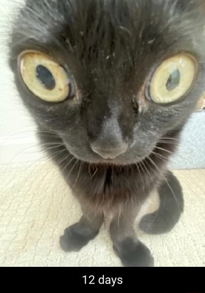 Picture memes D8HJmRGW9 by ISISHUNTER_SoF__III - iFunny