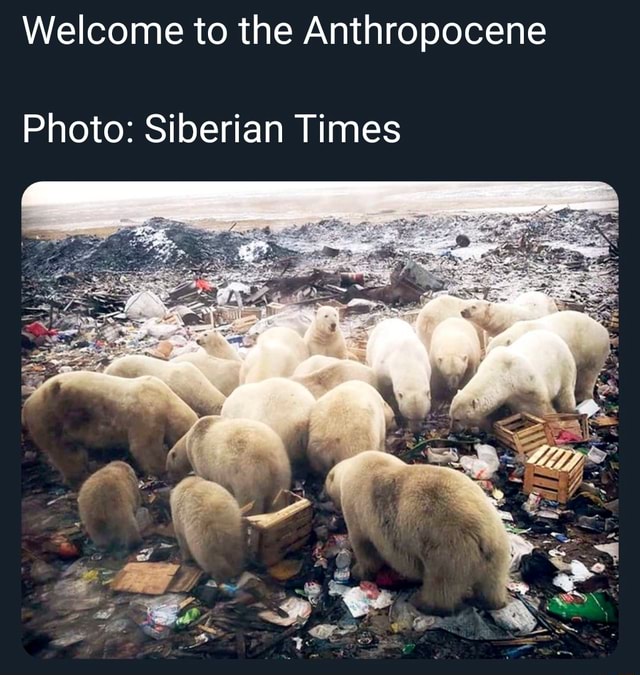 Welcome to the Anthropocene Photo: Siberian Times - iFunny