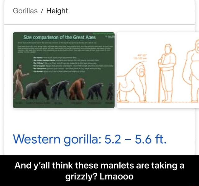 Gorillas / Height Size comparisson of the Great Apes Western gorilla: 5 ...