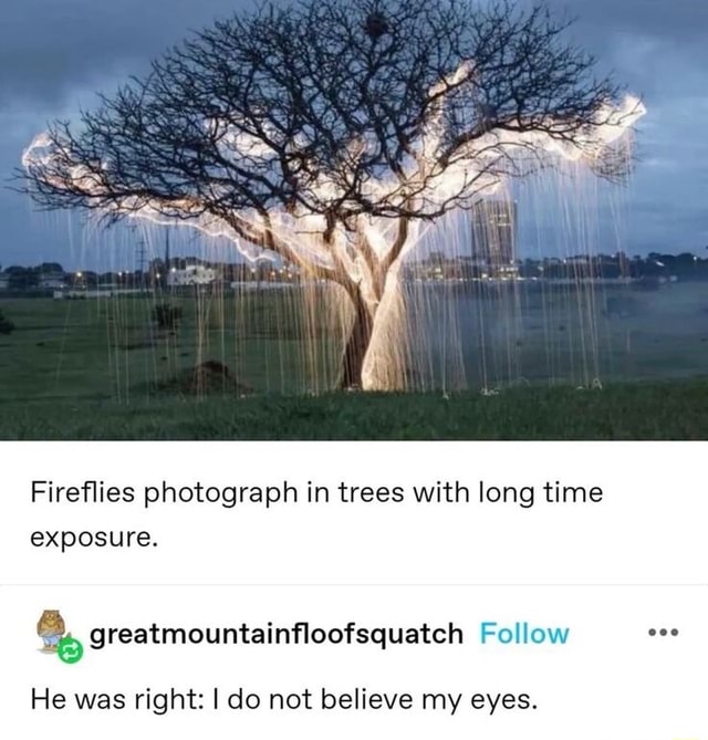 Fireflies photograph in trees with long time exposure. Follow He was ...