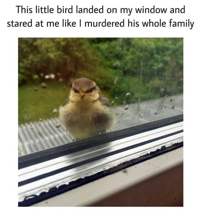 This little bird landed on my window and stared at me like I murdered ...