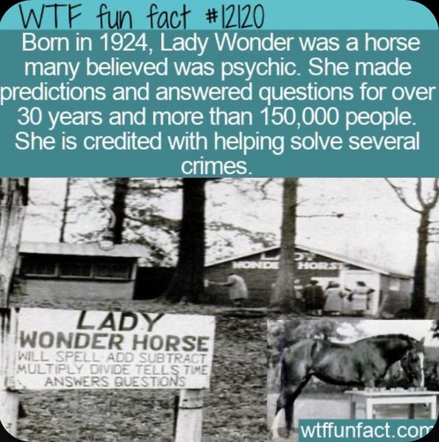 ANTE fun _fact #12120 Born in 1924, Lady Wonder was a horse many ...