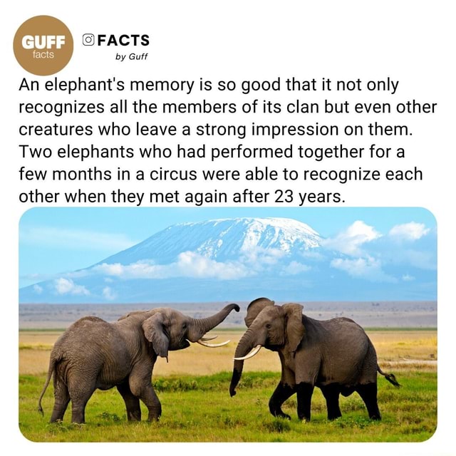 FACTS by Guff An elephant's memory is so good that it not only ...