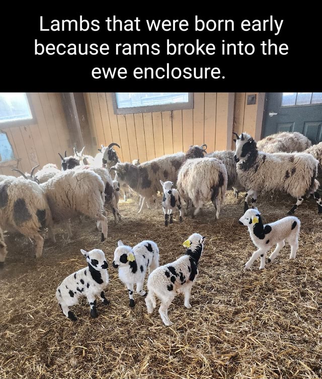 Lambs that were born early because rams broke into the ewe enclosure ...