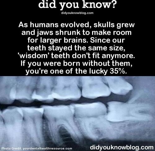 Did you know? 'didyouknowblog.com As humans evolved, skulls grew and ...
