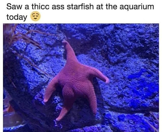Saw a thicc ass starfish at the aquarium today SSE - America’s best ...