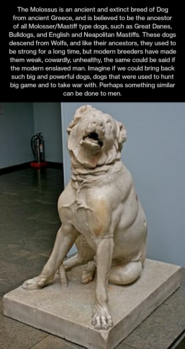 The Molossus is an ancient and extinct breed of Dog from ancient Greece ...